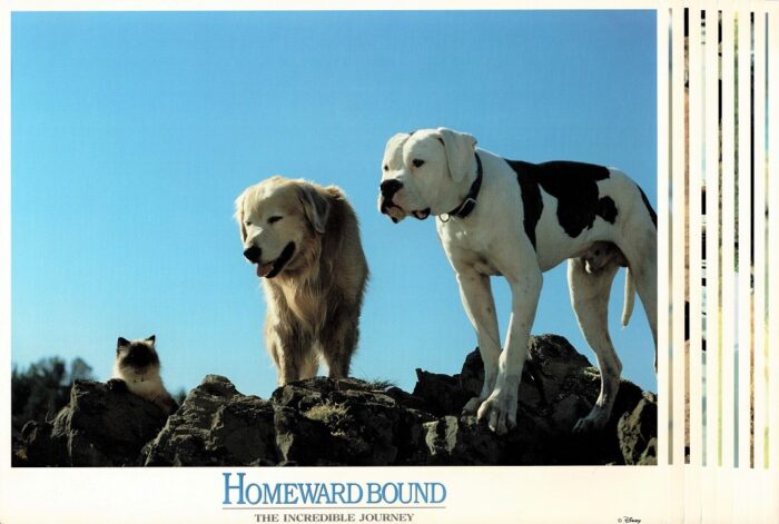 Homeward Bound: The Incredible Journey : The Film Poster Gallery