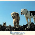 Homeward Bound: The Incredible Journey : The Film Poster Gallery
