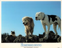 Homeward Bound: The Incredible Journey : The Film Poster Gallery